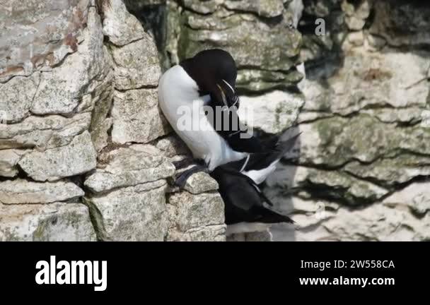 Relative of great auk Stock Videos & Footage - HD and 4K Video Clips ...
