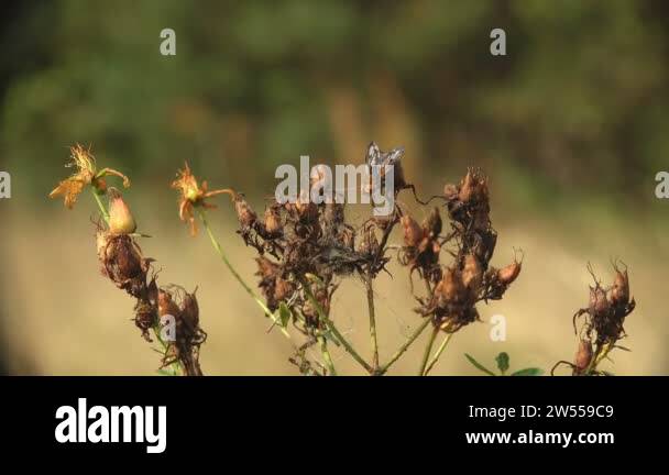 Bot triangle Stock Videos & Footage - HD and 4K Video Clips - Alamy