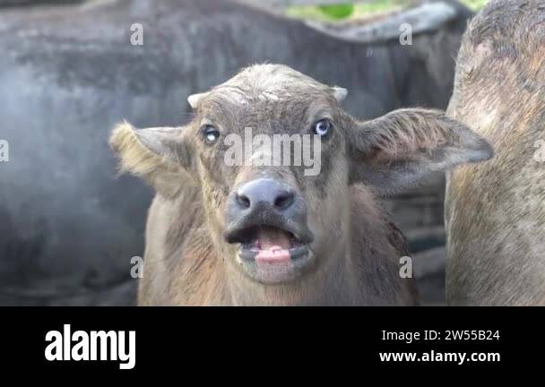 Buffalo cattle Stock Videos & Footage - HD and 4K Video Clips - Alamy