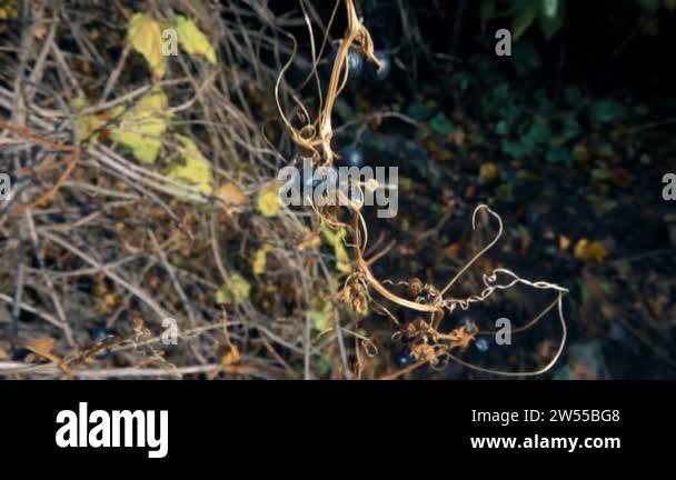 Dry vine Stock Videos & Footage - HD and 4K Video Clips - Alamy