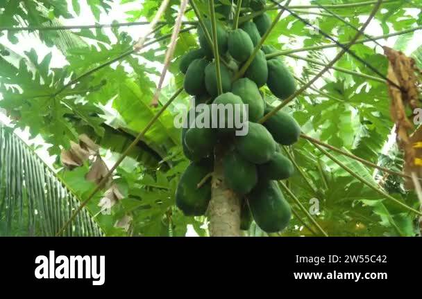 Green papaya fruits on tree Stock Videos & Footage - HD and 4K Video ...