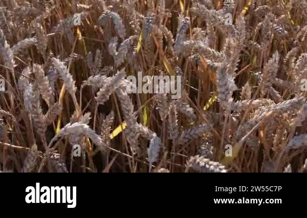 Farmland texture Stock Videos & Footage - HD and 4K Video Clips - Alamy