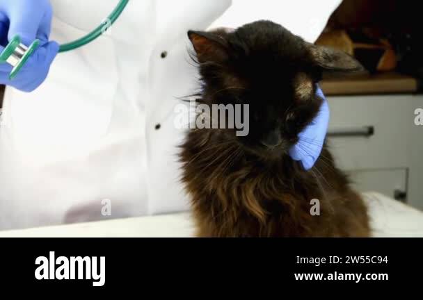 Veterinarian or volunteer examined with stethoscope health of shabby ...