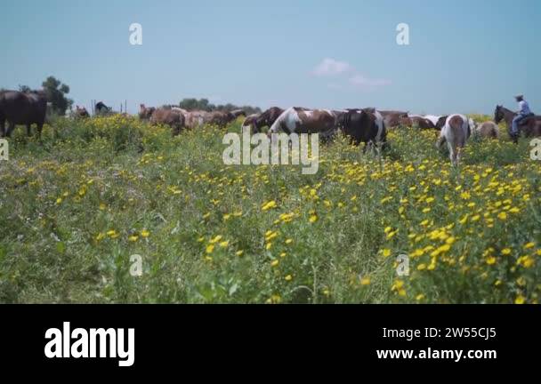 Horses in the wild countryside. Low angle super slow-motion shot. Free ...