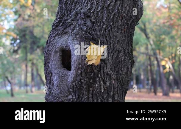 A large hole in a tree on the autumn background of a Park with colorful ...