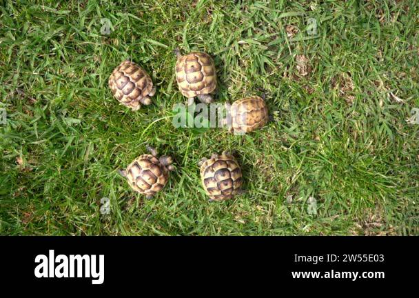 Footage of five young hermann turtles eating fresh clover on green lawn ...