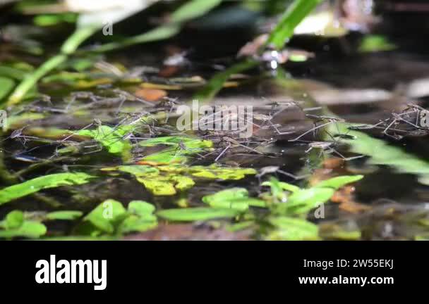 Mate mating Stock Videos & Footage - HD and 4K Video Clips - Alamy