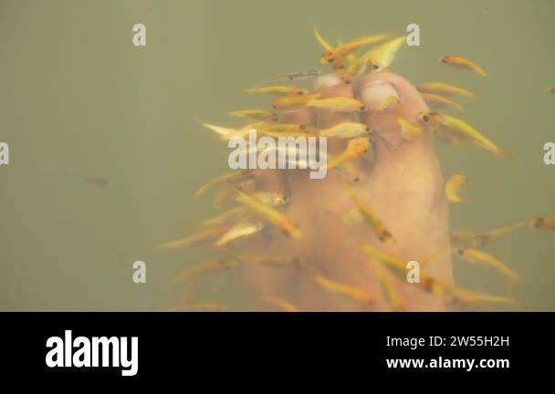 Fish spa pedicure wellness skin care treatment with the fish, also ...