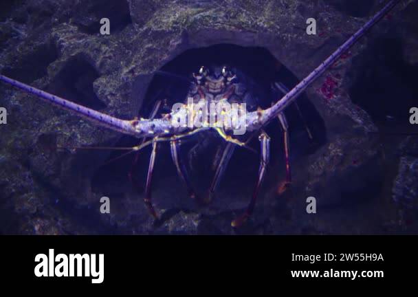 Spiny lobsters, also known as langouste or rock lobsters are a family ...