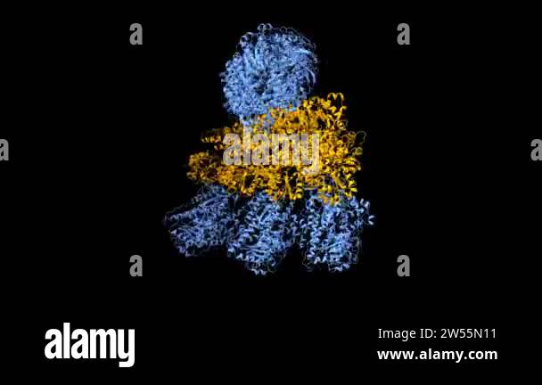 Structure of myosin VI (blue) - actin (orange) complex in the rigor ...