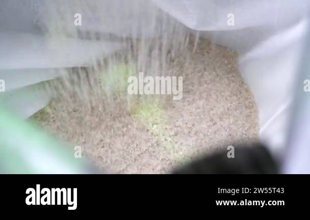 Rice processing and packing in white sacks at a modern agricultural ...