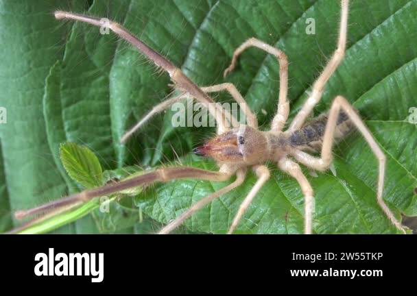 Sun spiders Stock Videos & Footage - HD and 4K Video Clips - Alamy