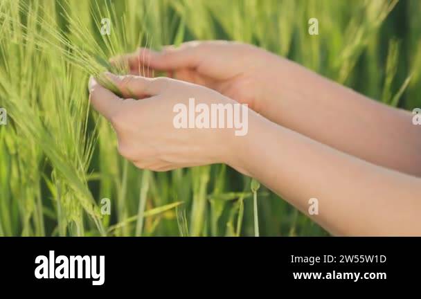 farmerhand touches green ears of wheat in the field, golden rye on the ...