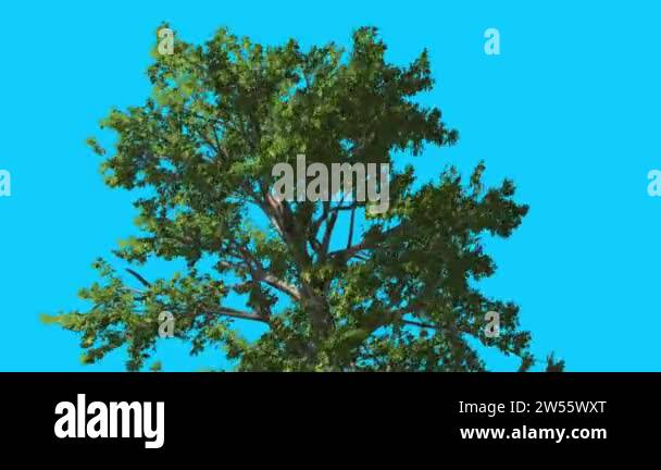 Sassafras Top of Tree is Swaying at Strong Wind Green Tree Leaves Are ...
