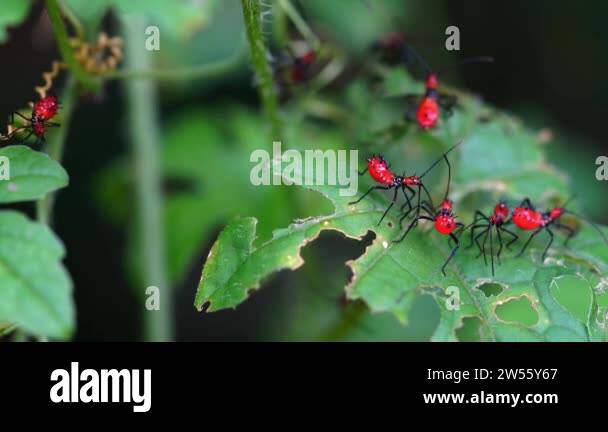 Newly hatched Leptoglossus species nymphs are playing on Balsam apple ...