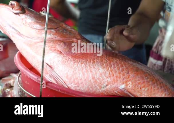 Fish measurement Stock Videos & Footage - HD and 4K Video Clips - Alamy