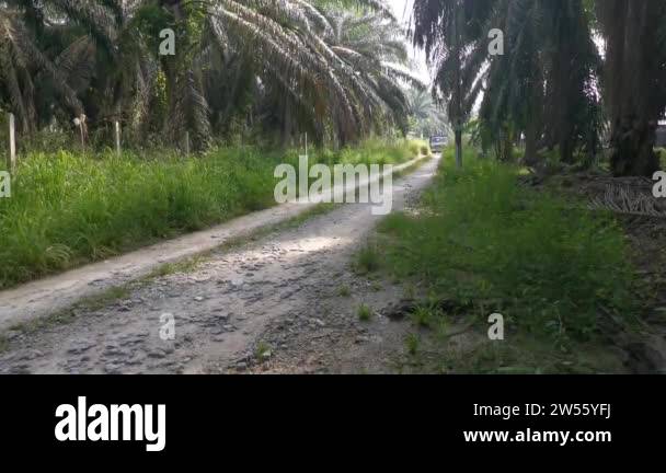 Lorry palm tree Stock Videos & Footage - HD and 4K Video Clips - Alamy