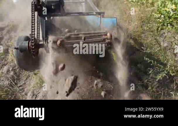 Process of digging fresh organic potatoes vegetable in field on soil ...