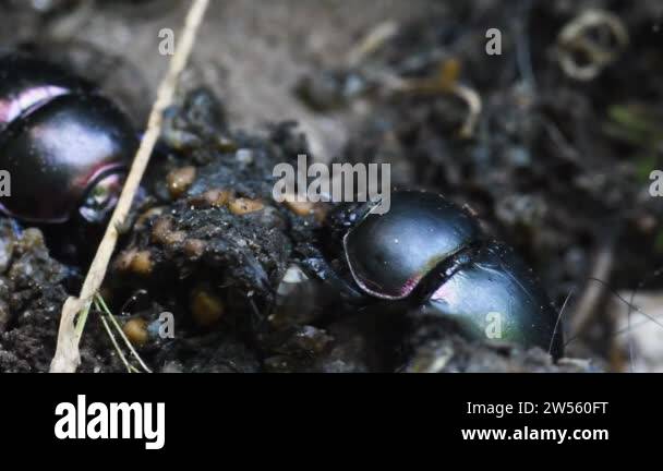 dung beetle, fly, Geotrupidae, beetles, Coleoptera, earth-boring dung ...