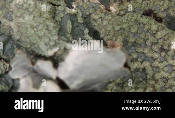 Green lichens as a symbiosis of fungus and algae under the microscope Stock Video Footage - Alamy