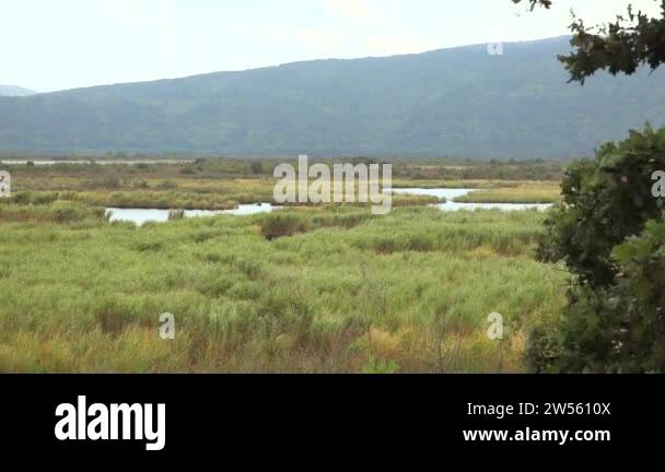 Small Lake and Swamp in the Mangrove Forest.vegetation of aquatic ...