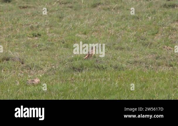 A little bird singing alone in the meadow. Larks are passerine birds of ...