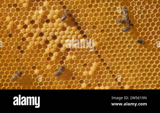 Honey bees communication Stock Videos & Footage - HD and 4K Video Clips ...