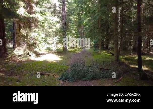 drone flight in evergreen sunny forest, pathway throug coniferous forest with moss, branches and ...