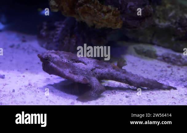 Seafood anglerfish on fish Stock Videos & Footage - HD and 4K Video ...