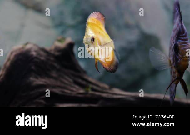 Close up view of discus fish swimming in planted aquarium. Tropical ...