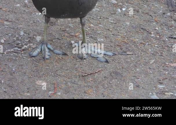 Big-footed black Eurasian Coot waterfowl walking on land.Fulica atra ...