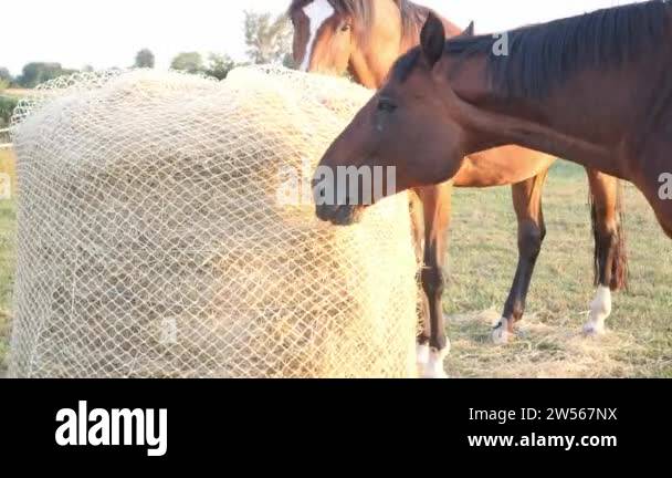 Grazing horses on pasture during sunset. Slow feeder, hay nets allows ...