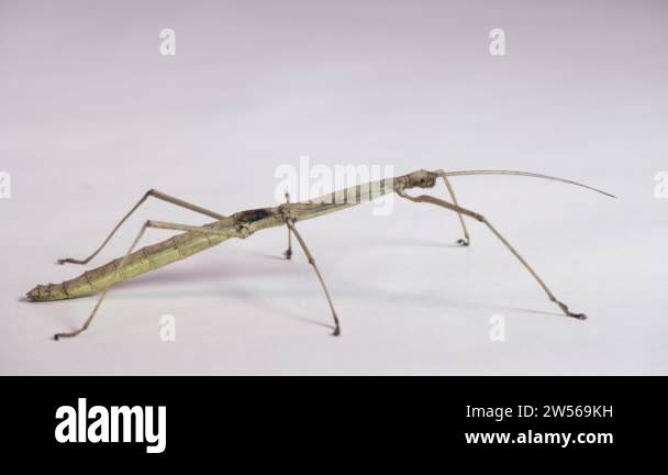 Phaenopharos khaoyaiensis Stock Videos & Footage - HD and 4K Video ...