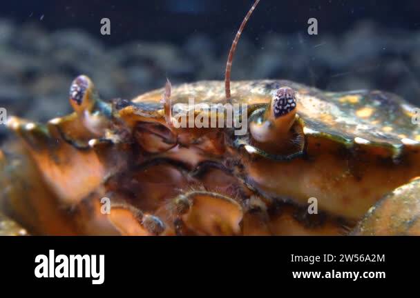 Compound eye in a Green or Shore crab (Carcinus maenas, Carcinus ...