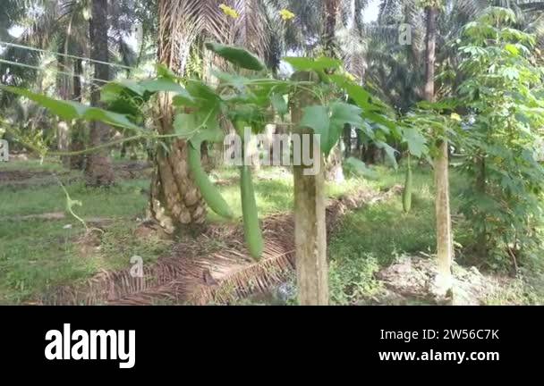 Sponge plant Stock Videos & Footage - HD and 4K Video Clips - Alamy