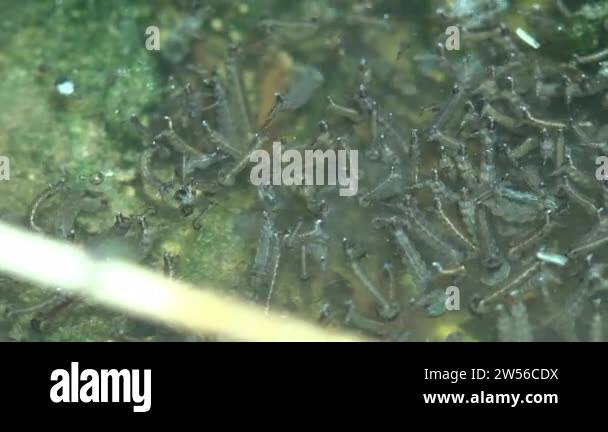 Larvaes Mosquito floats, stage third, larvaes floats on surface among ...