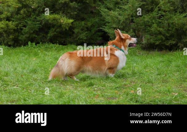 Side view of the Welsh Corgi Pembroke dog in the park. The pet stands ...