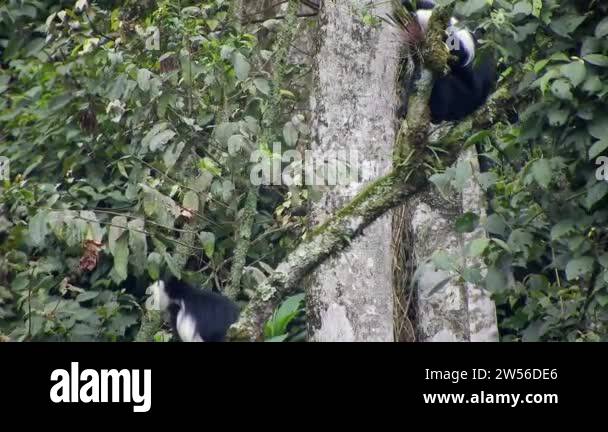 Black White Colobus and Colobi Monkeys at Natural Environment on ...