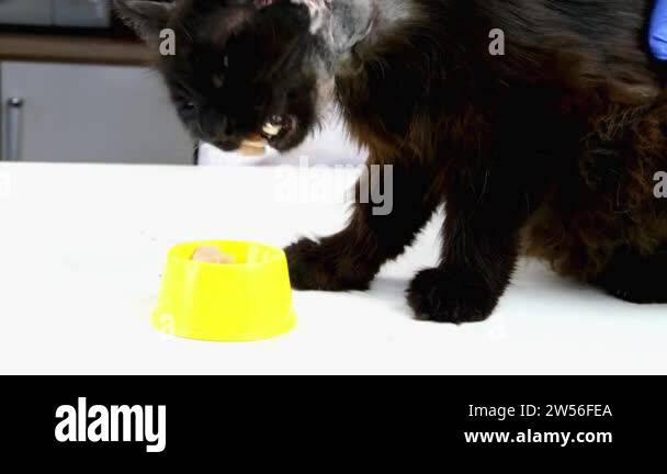 Veterinarian or volunteer feeding with chicken meat shabby sick mongrel ...