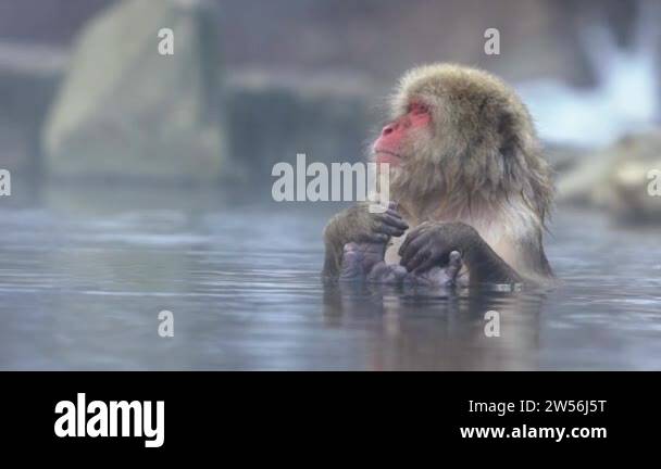 Slow motion of Jigokudani Monkey Park offers visitors the experience of ...