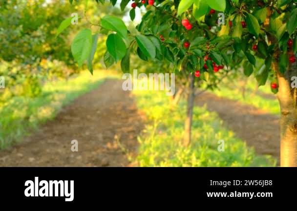 Bunch of ripe red cherries growing on cherry tree in garden .Organic ...