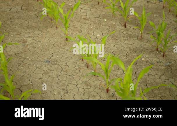 Drought field land maize corn leaves Zea mays, drying up soil, drying ...