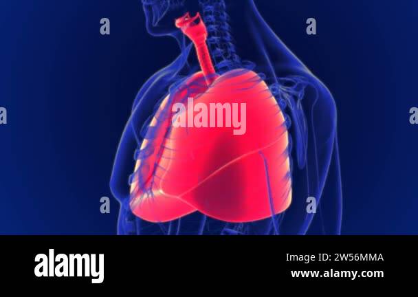 Humans have two lungs, a right lung and a left lung. They are situated ...