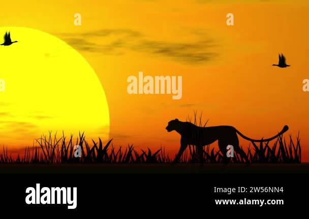Cheetah sunset Stock Videos & Footage - HD and 4K Video Clips - Alamy