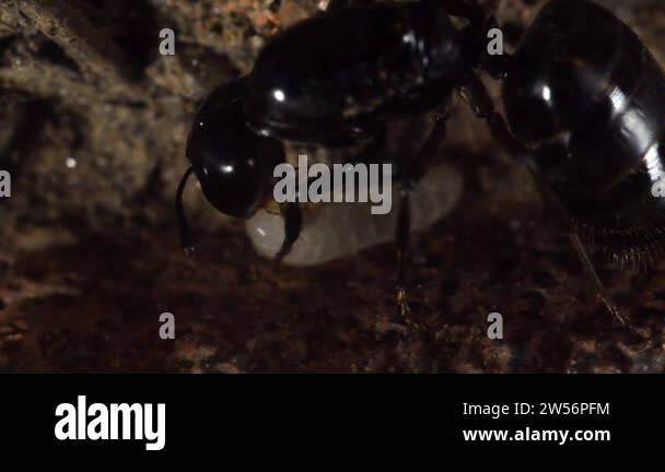 queen ant and larva in artificial anthill, first time when the queen ,the larvae and the eggs ...
