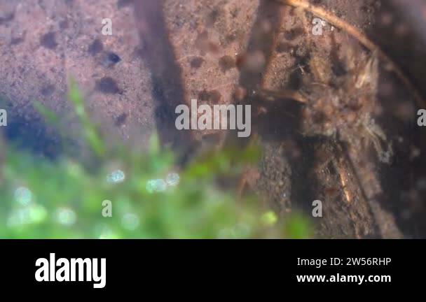 Against the background of green algae with drops of oxygen. Active ...