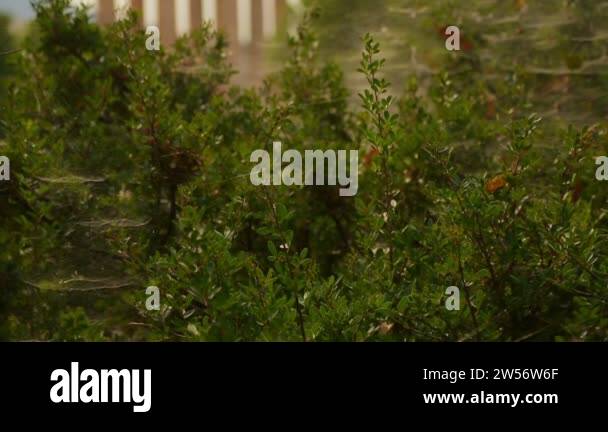 Roman spider Stock Videos & Footage - HD and 4K Video Clips - Alamy