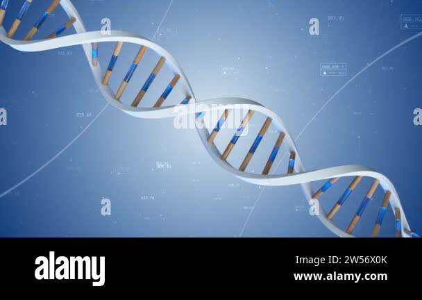 The structure of the human DNA rotates against the background of ...
