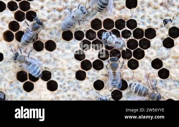 Honey Bee Brood. Brood care. The Birth of a Bee. Worker bee emerging ...