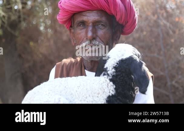 Hindu lamb Stock Videos & Footage - HD and 4K Video Clips - Alamy